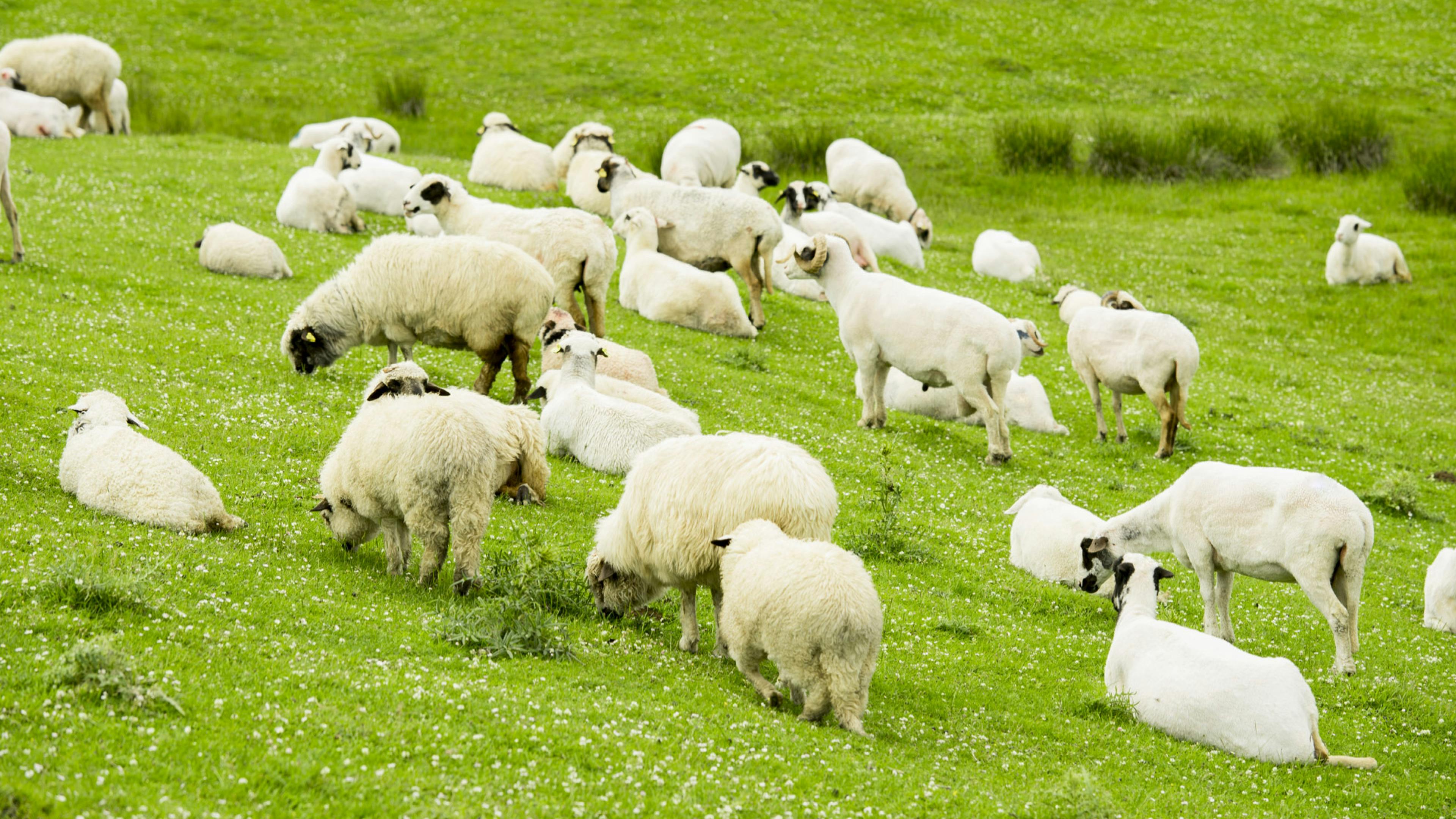 Keto and Climate Change: Is a Low Carb Diet Bad for the Environment ...